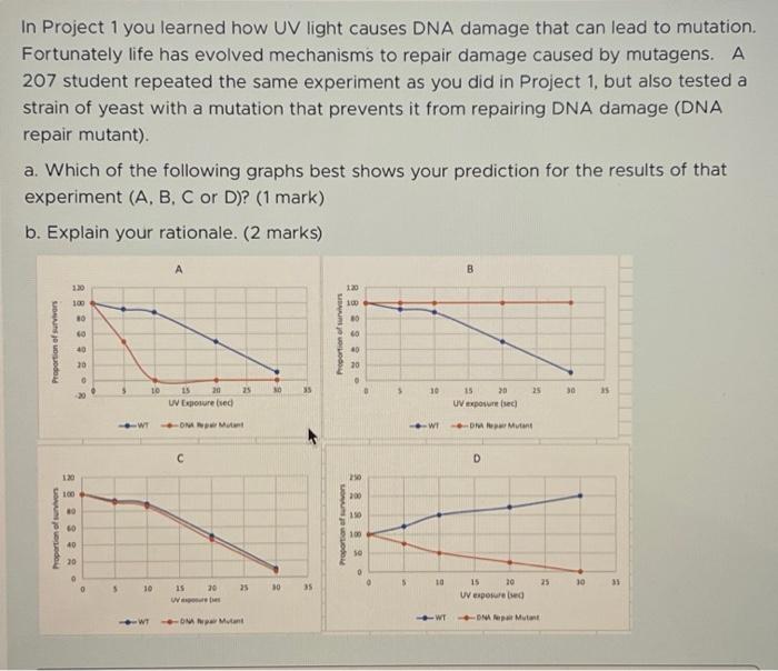 Solved In Project 1 you learned how UV light causes DNA | Chegg.com