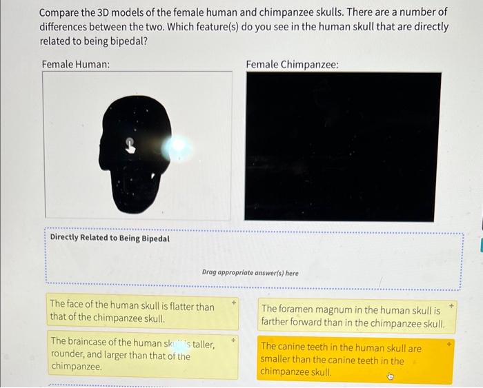 Compare the 3D models of the female human and | Chegg.com