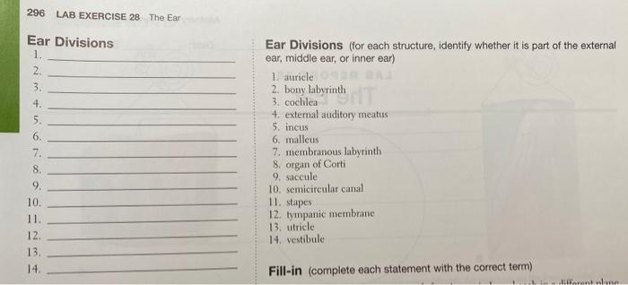 Solved 296 LAB EXERCISE 28 The Ear Ear Divisions 1. 2. 4. 5. | Chegg.com