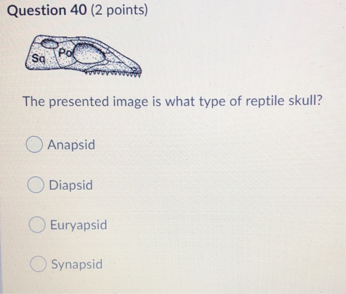 Solved Question 40 (2 points) The presented image is what | Chegg.com