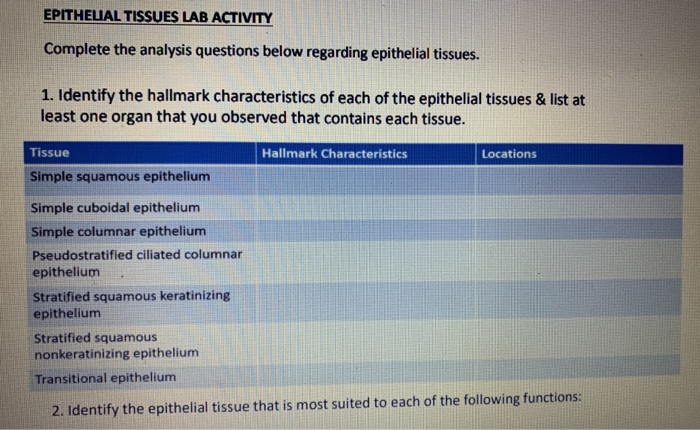 Solved EPITHELIAL TISSUES LAB ACTIVITY Complete the analysis | Chegg.com