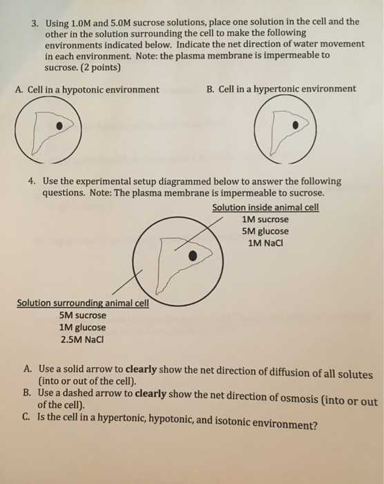 Solved 3. Using 1.0M and 5.0M sucrose solutions, place one | Chegg.com