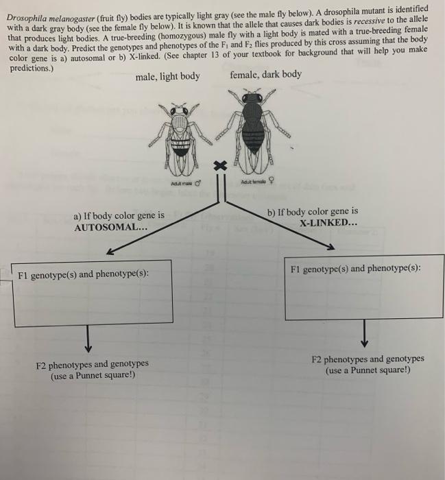 Drosophila melanogaster (fruit fly) bodies are | Chegg.com