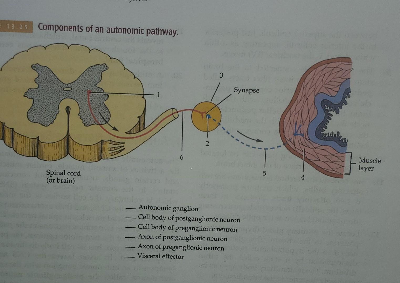 Solved 5 Components of an autonomic pathway. - Autonomic | Chegg.com