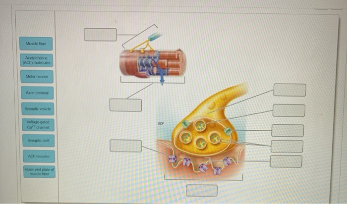 Solved Reser reip Sarcolemma Opening of T tubule Terminal | Chegg.com