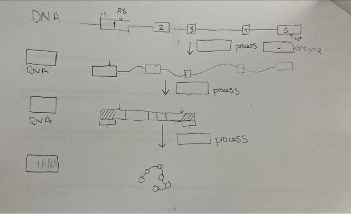 Solved 1. Use the attached codon dictionary to complete the | Chegg.com