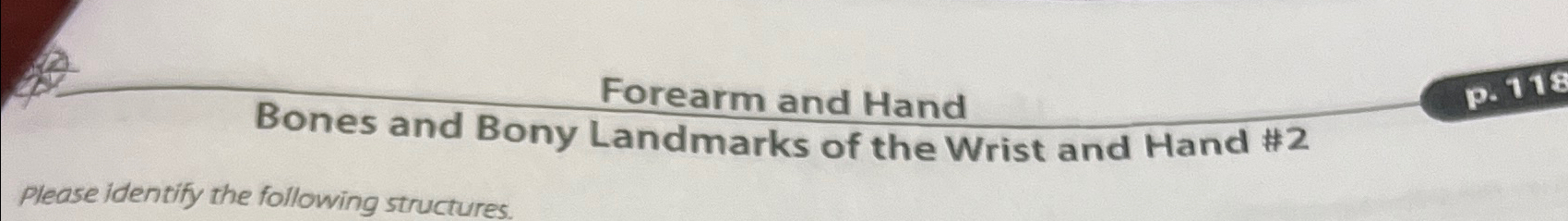 Solved Forearm and Hand Bones and Bony Landmarks of the | Chegg.com