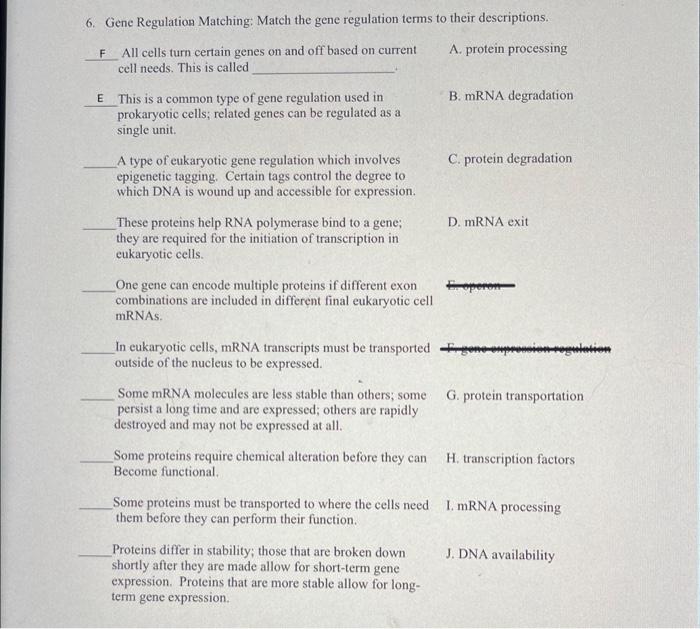 Solved 6. Gene Regulation Matching: Match the gene | Chegg.com