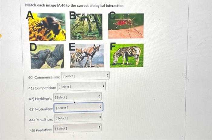 Solved Match each image (A-F) to the correct biological | Chegg.com