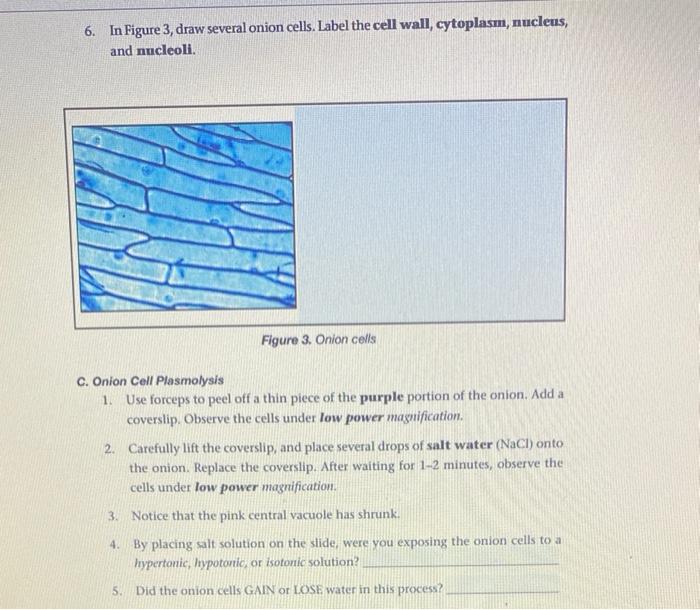 Solved 6. In Figure 3, draw several onion cells. Label the | Chegg.com