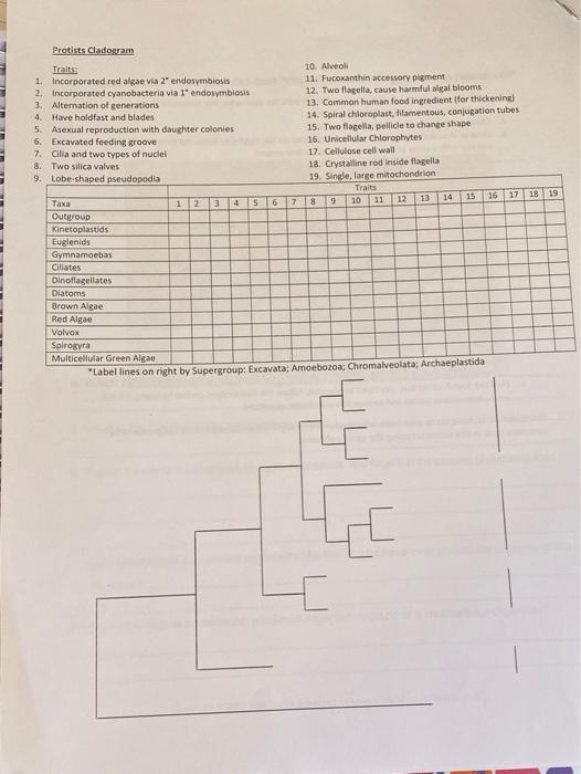 Solved Protists Cladogram 18 19 Traits 10. Alveoli 1. | Chegg.com