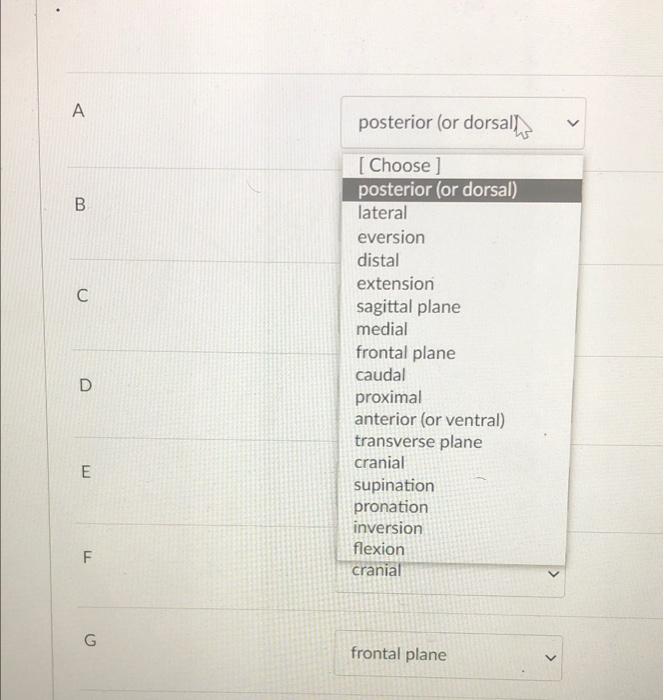 Solved G frontal planeC anterior (or ventral) D anterior (or | Chegg.com