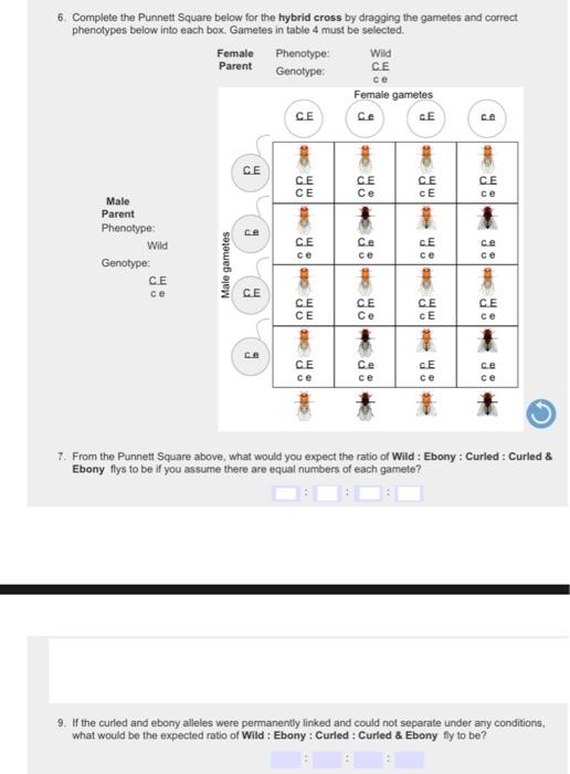 Solved 6. Complete the Punnett Square below for the hybrid | Chegg.com