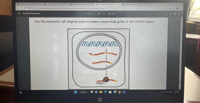 Solved Use the eukaryotic cell diogram below to make a | Chegg.com