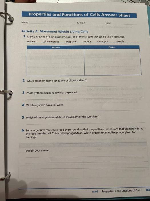 Solved Properties and Functions of Cells Answer Sheet Name | Chegg.com