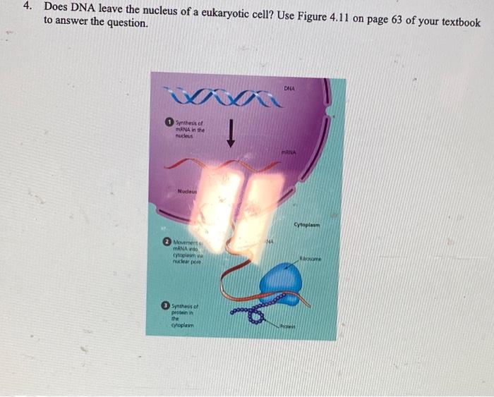 Solved 4. Does DNA leave the nucleus of a eukaryotic cell? | Chegg.com