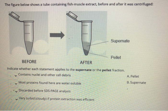 Solved The figure below shows a tube containing fish- muscle | Chegg.com