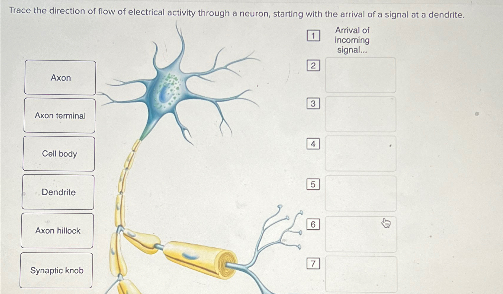 Solved Trace the direction of flow of electrical activity | Chegg.com