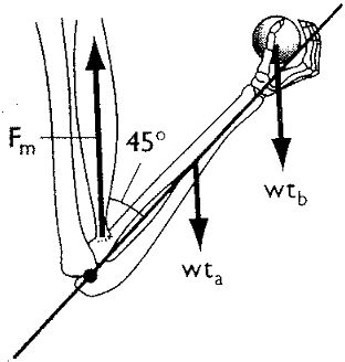 Solved A 35 N hand and forearm are held at a 45o angle to | Chegg.com