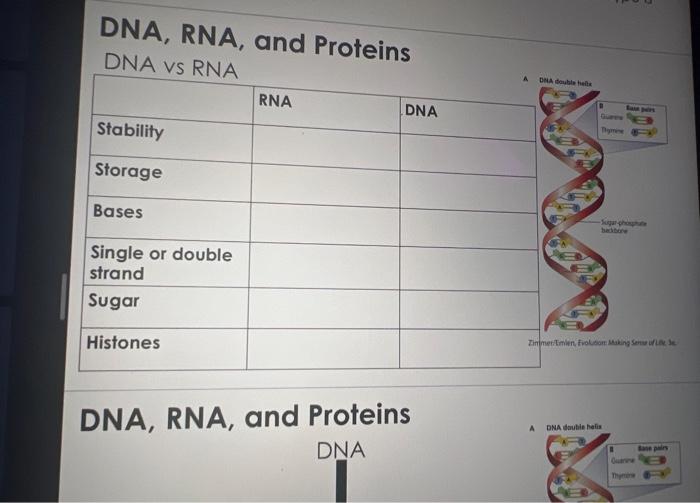 Solved DNA, RNA, and Proteins DNA VS RNA DNA, RNA, and | Chegg.com