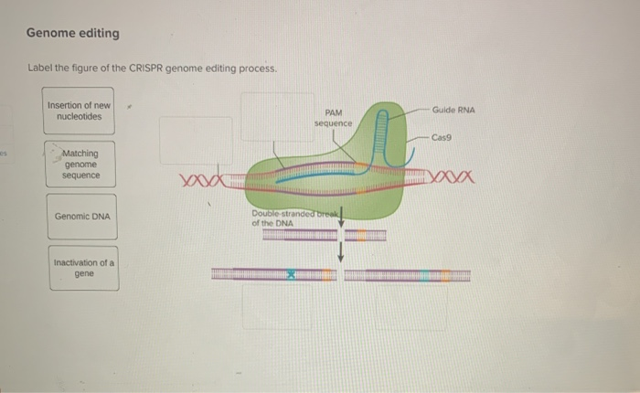 Solved Genome editing Label the figure of the CRISPR genome | Chegg.com