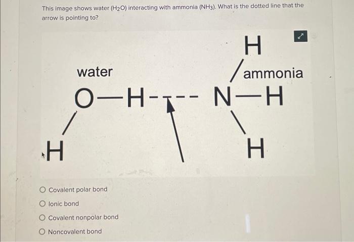 Solved This image shows water (H2O) interacting with ammonia | Chegg.com
