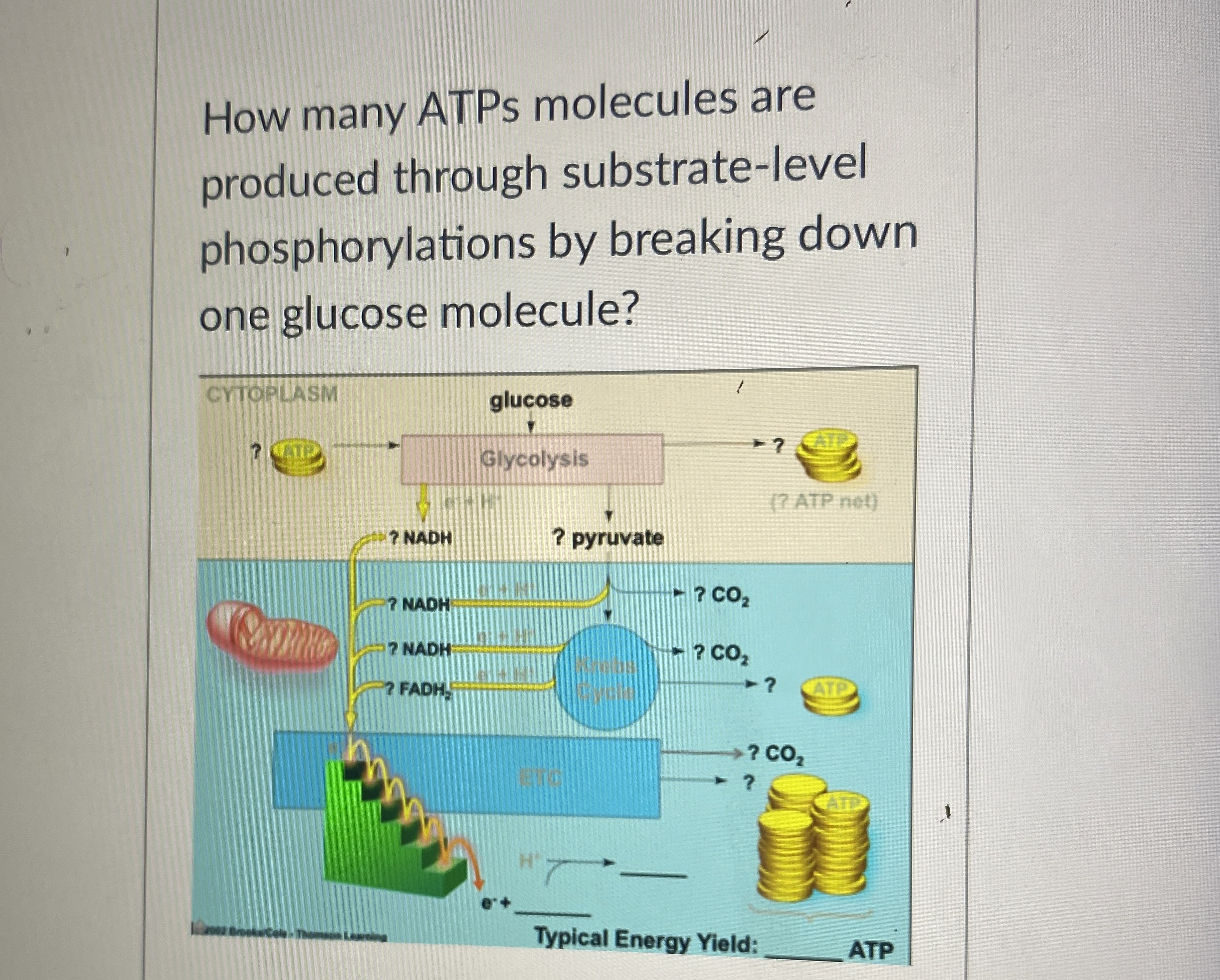 Solved How many ATPs molecules are produced through | Chegg.com