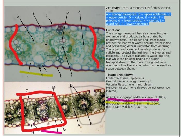 Solved A D B c E Zea mays (corn, a monocot) leaf cross | Chegg.com