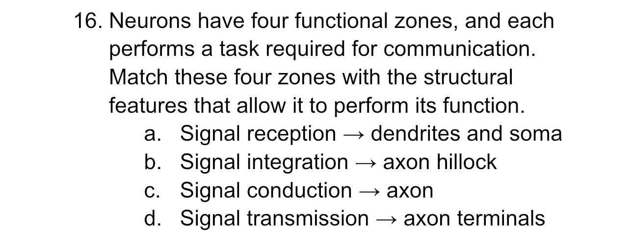 Solved Neurons have four functional zones, and each performs | Chegg.com