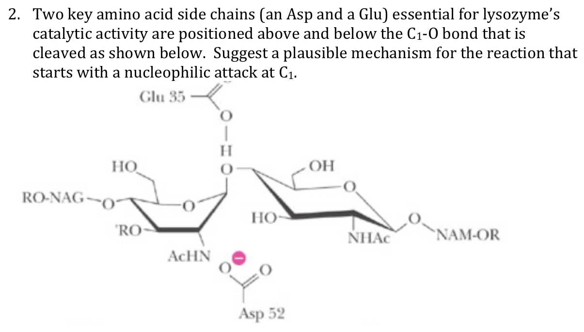 Solved Two key amino acid side chains (an Asp and a Glu) | Chegg.com