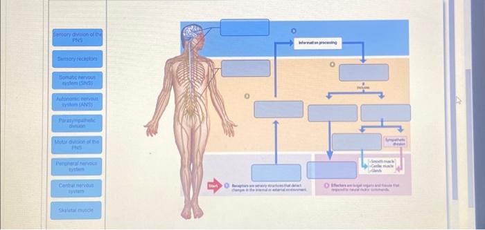 Solved Sensory division of the PNS Sensory receptors Somatic | Chegg.com