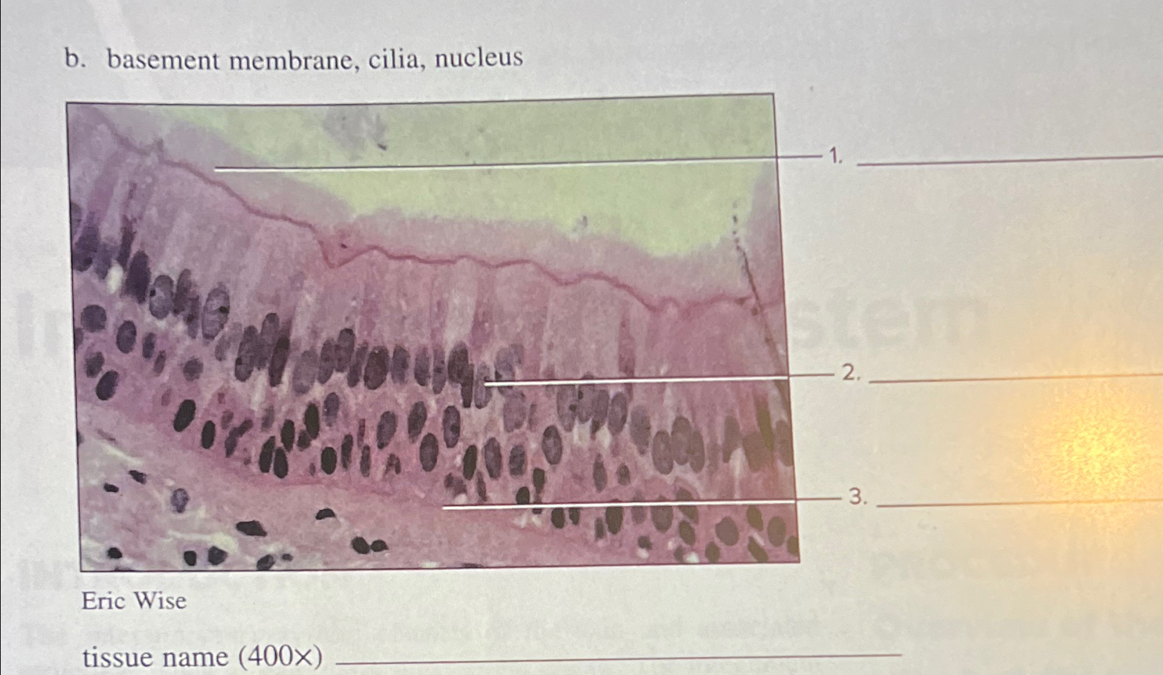 Solved b. ﻿basement membrane, cilia, nucleusEric Wisetissue | Chegg.com