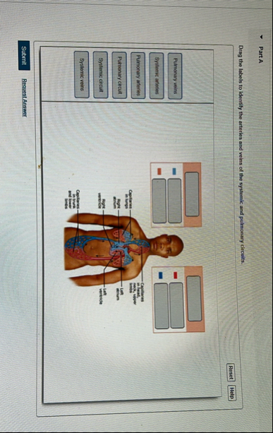 Part ADrag the labels to identify the arteries and | Chegg.com