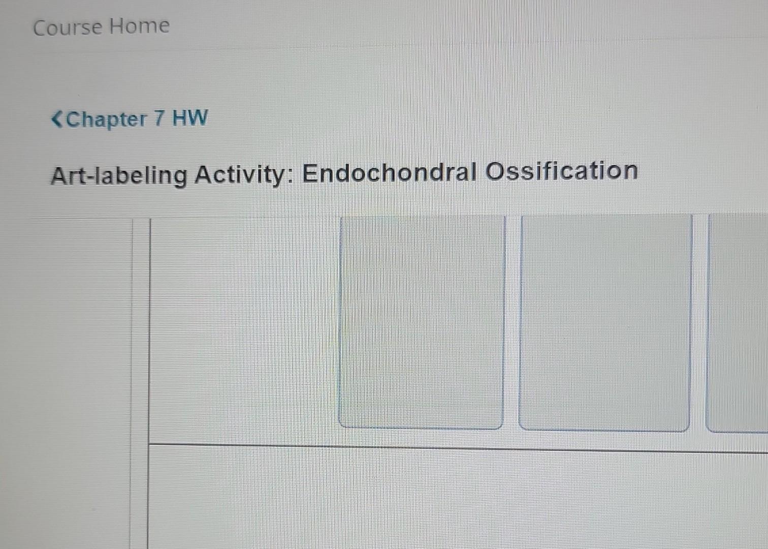 Solved Art-labeling Activity: Endochondral | Chegg.com