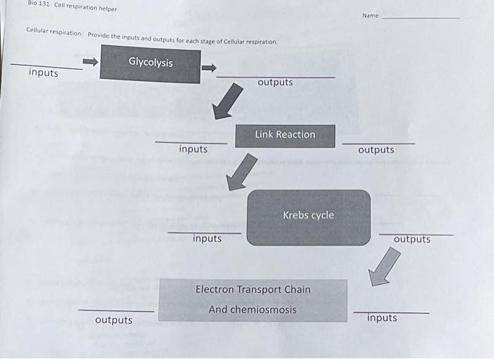 Solved Bio 131 Cell respiration helper Cellular respiration: | Chegg.com