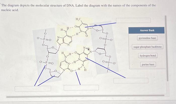 Solved The diagram depicts the molecular structure of DNA. | Chegg.com