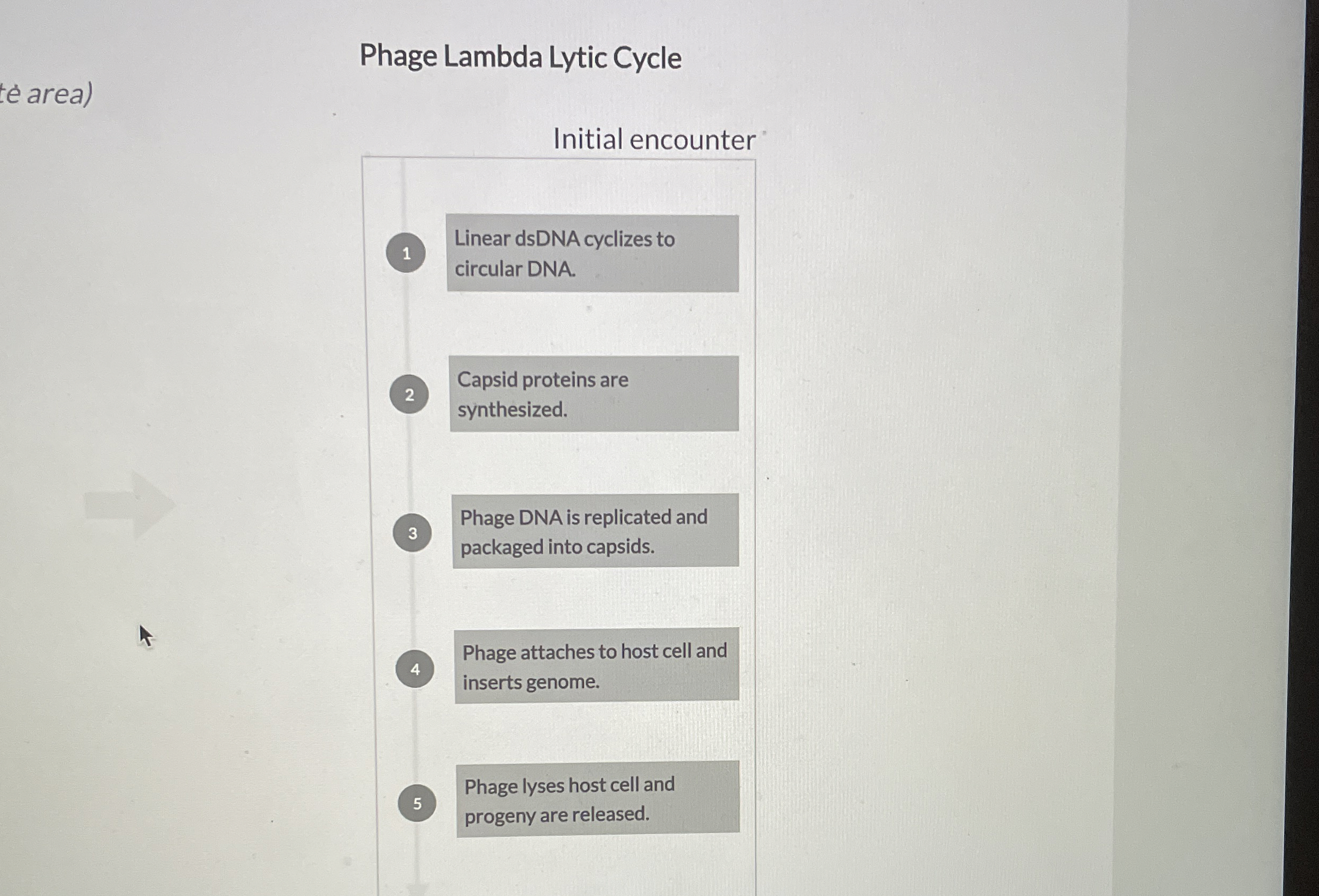 Solved Phage Lambda Lytic Cycleè ﻿area)Initial | Chegg.com