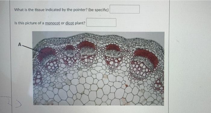 Solved What is the tissue indicated by the pointer? (be | Chegg.com