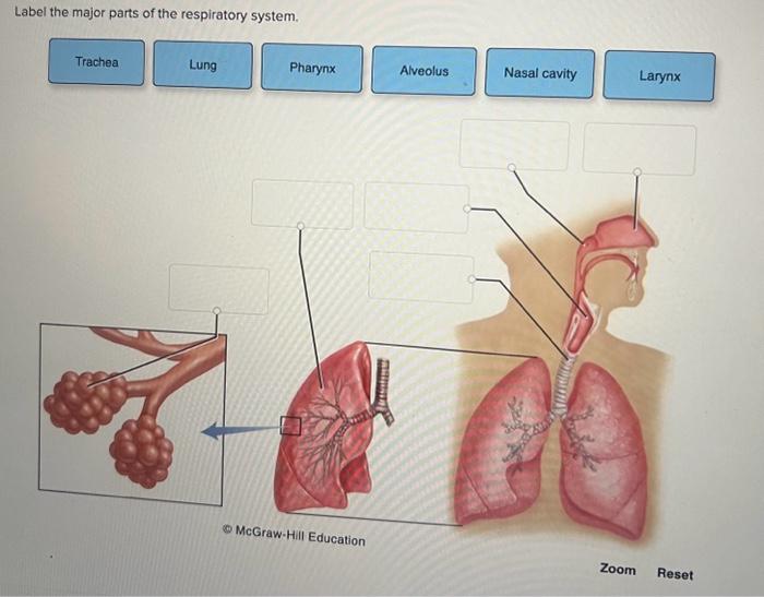 Solved Label the major parts of the respiratory system. | Chegg.com