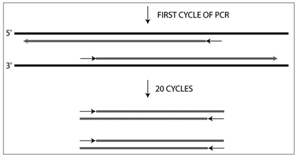 Solved In the very first round of PCR using genomic DNA, the | Chegg.com