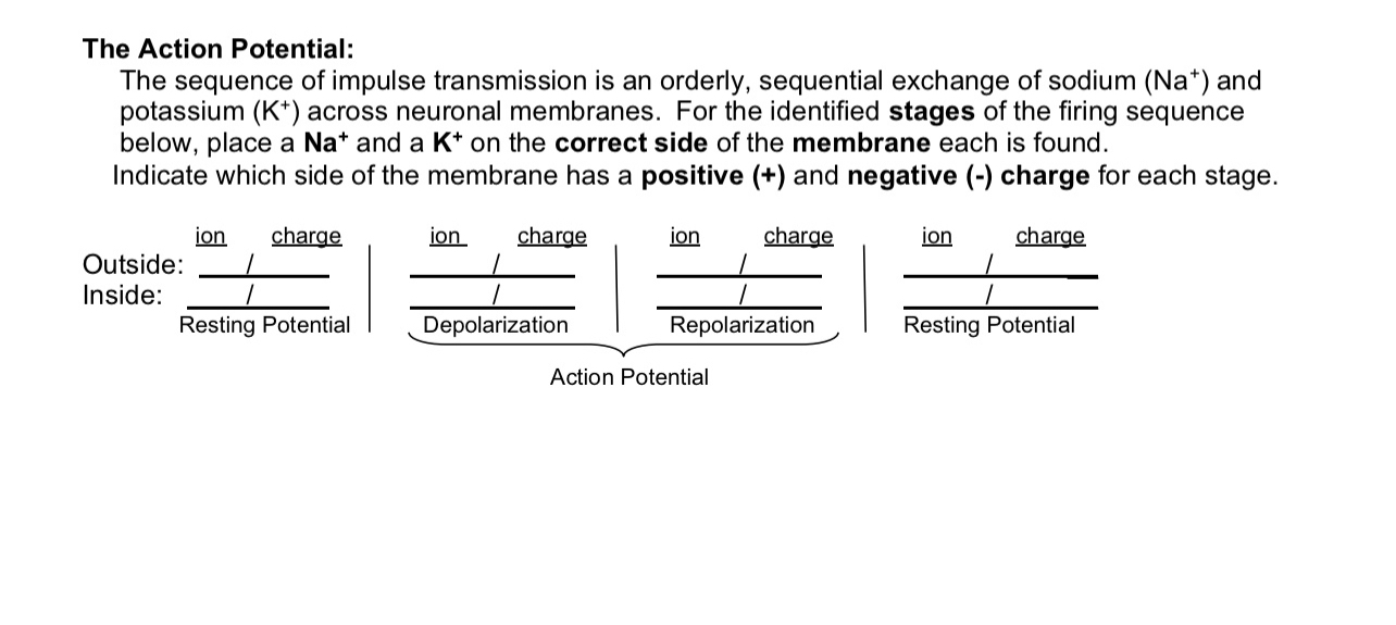 Solved The Action Potential The Sequence Of Impulse