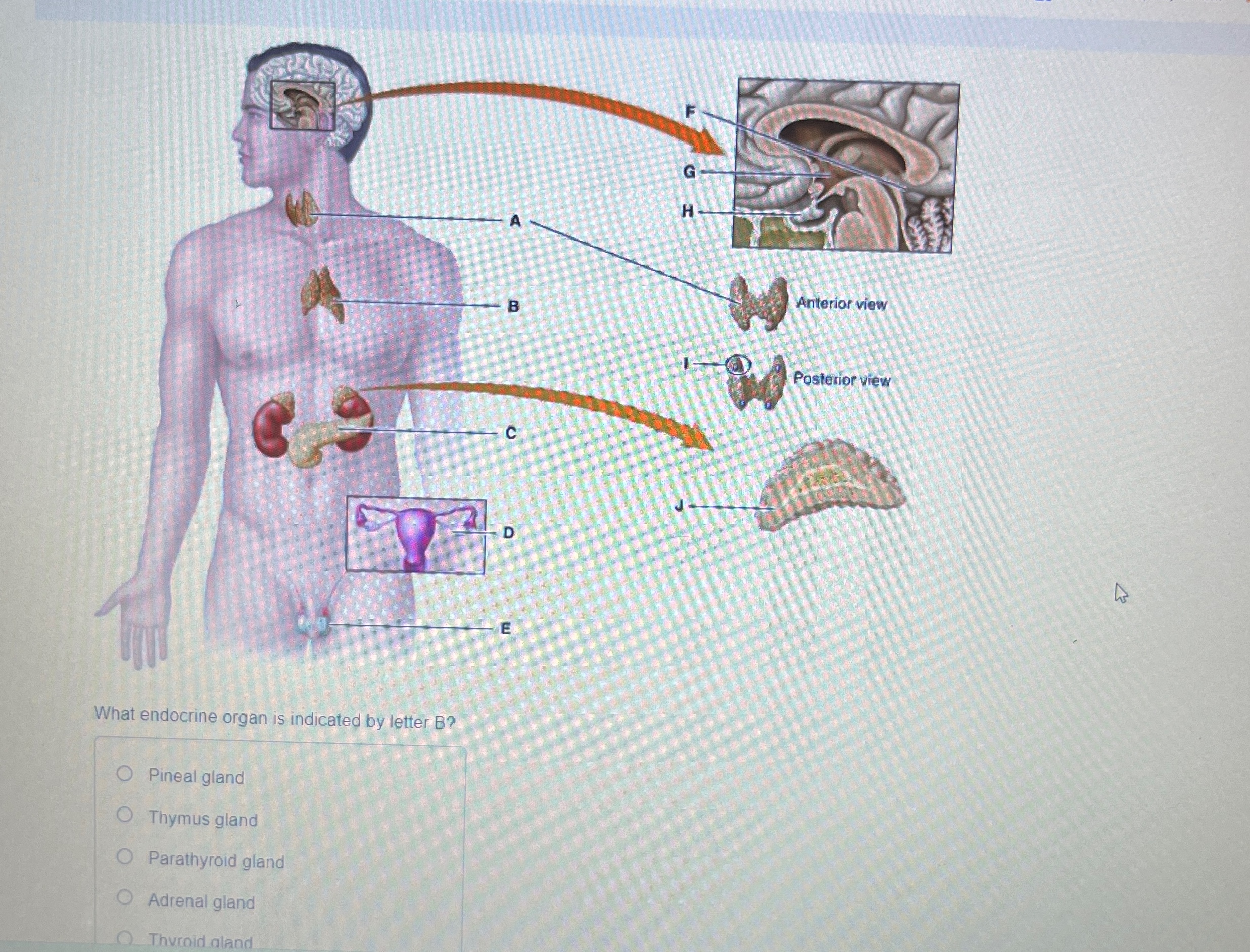 Solved What endocrine organ is indicated by letter B ?Pineal | Chegg.com