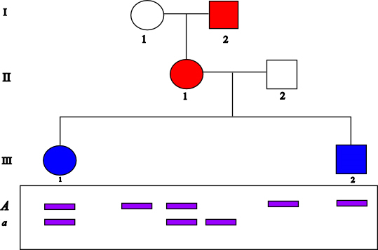Solved: Chapter 4 Problem 13P Solution | Essential Genetics 6th Edition ... Solved: Chapter 4 Problem 13P Solution | Essential Genetics 6th Edition ...