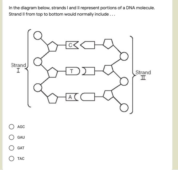 Solved In the diagram below, strands I and II represent | Chegg.com