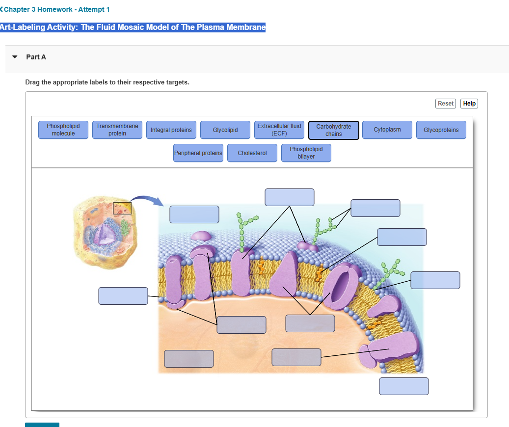 Solved Art-Labeling Activity: The Fluid Mosaic Model of The | Chegg.com