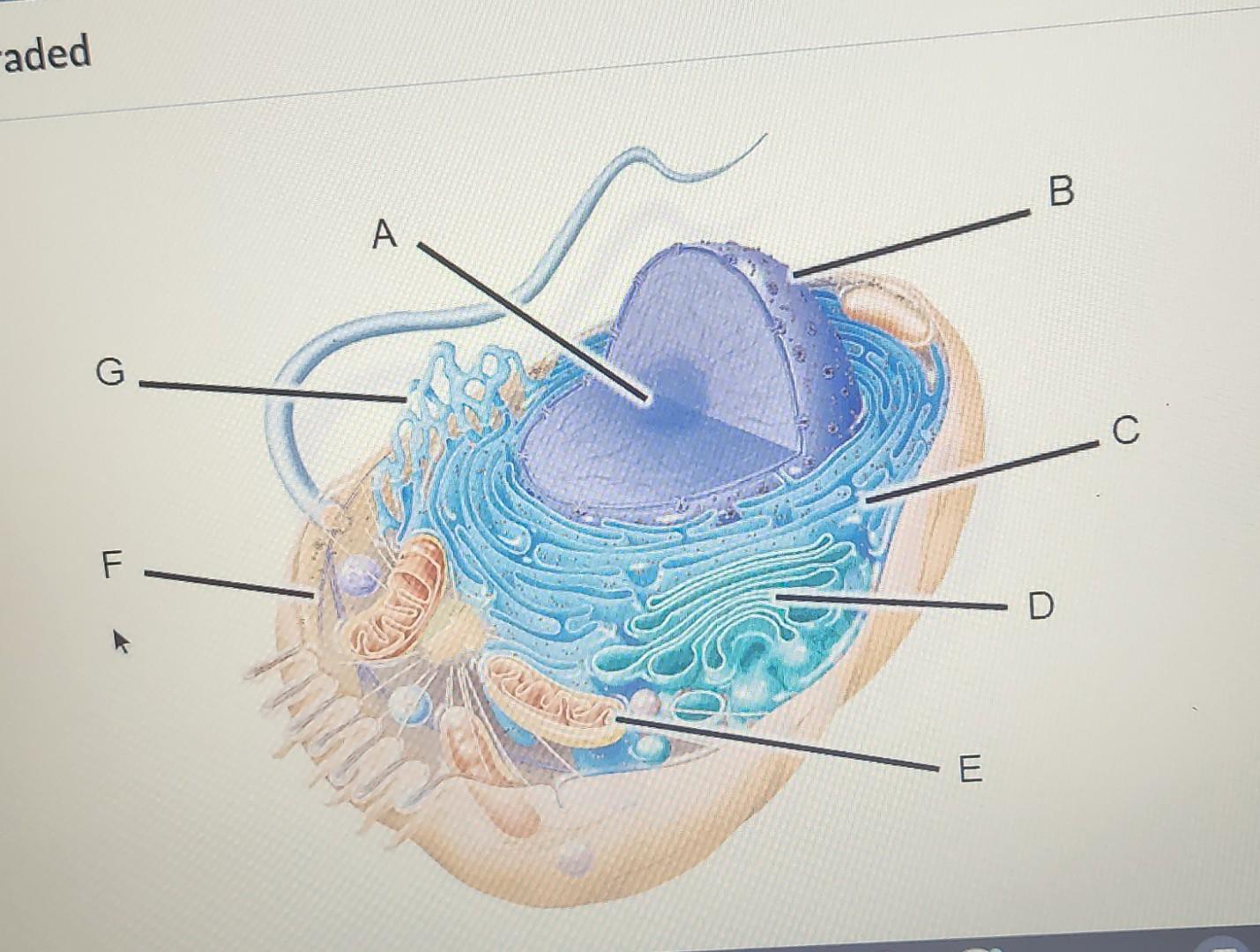 Solved aded produces lipids houses most of the cell's 1. A | Chegg.com
