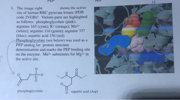 Solved 3. The image right site of human RBC pyruvate kinase | Chegg.com