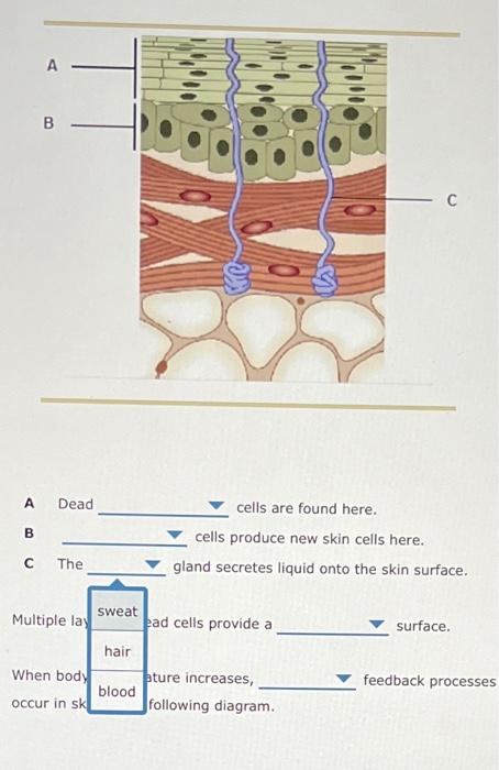 Human Epidermal Cells Diagram