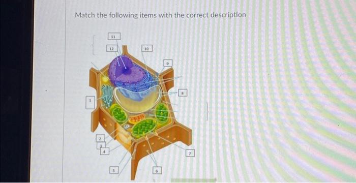 Match the following items with the correct | Chegg.com