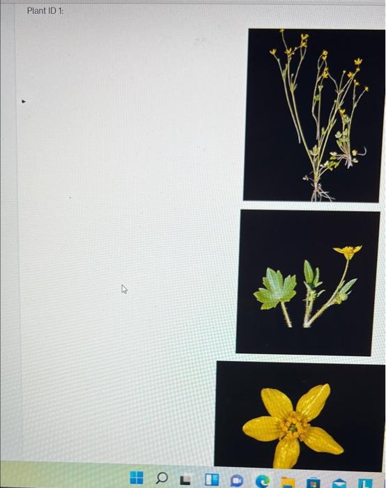 Laboratory 3 Worksheet Ranunculaceae Order: WORDS TO | Chegg.com